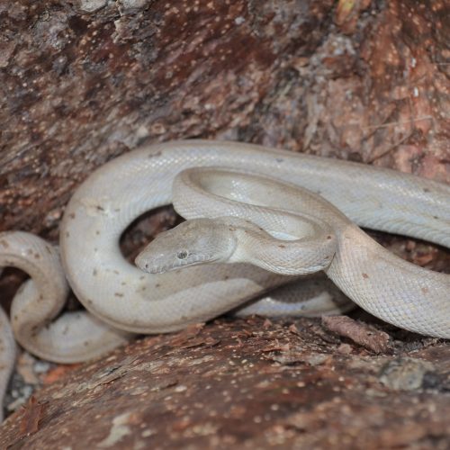 National Geographic Explorer: Biology Professor Graham Reynolds ...