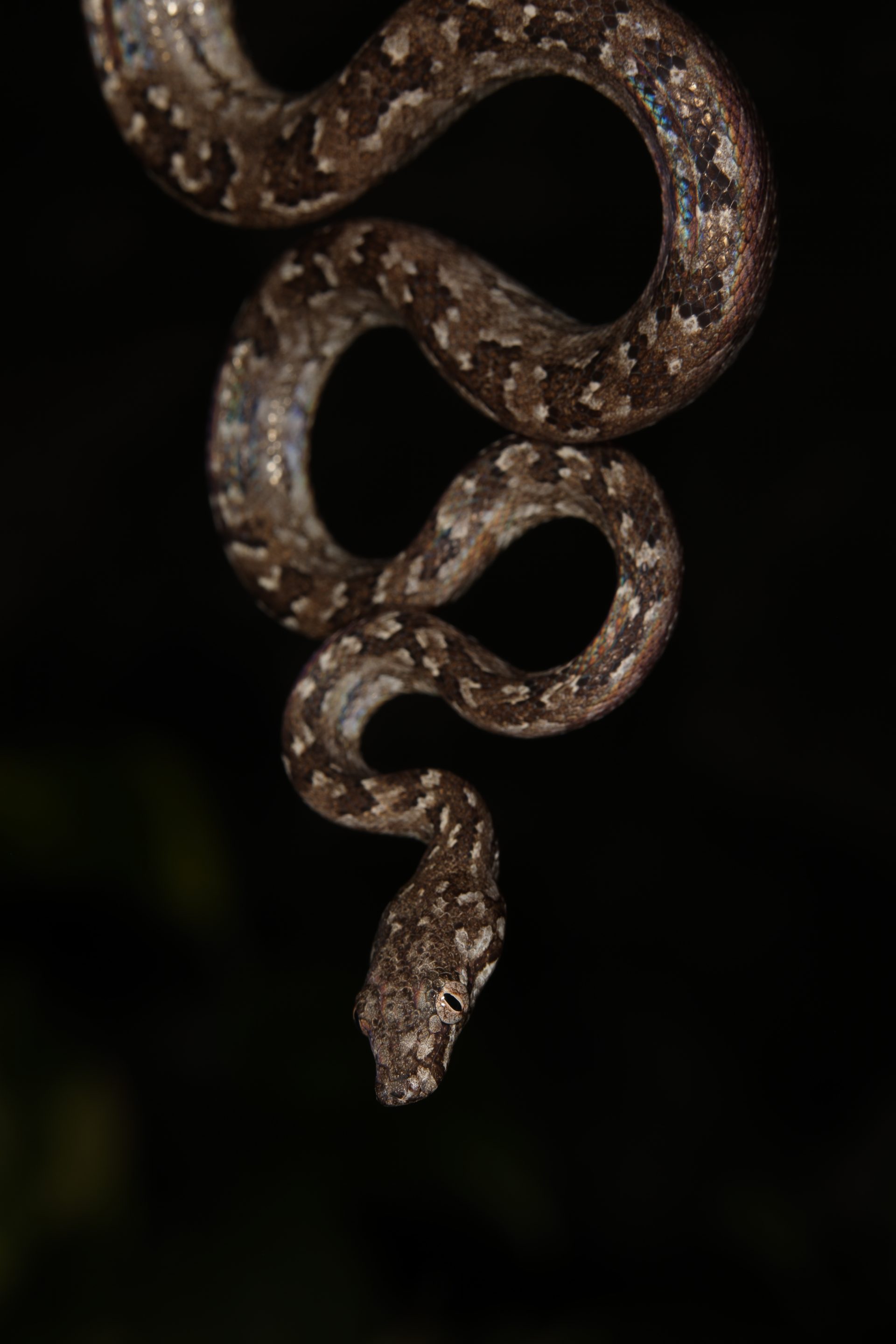 UNC Asheville Professor Partners with Milwaukee Public Museum ...