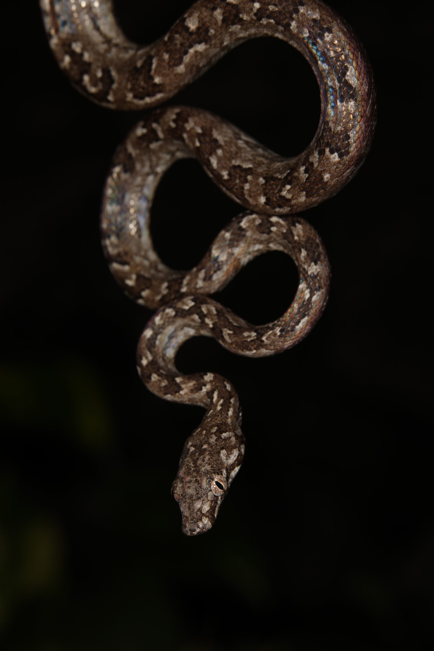 UNC Asheville Professor Partners with Milwaukee Public Museum ...