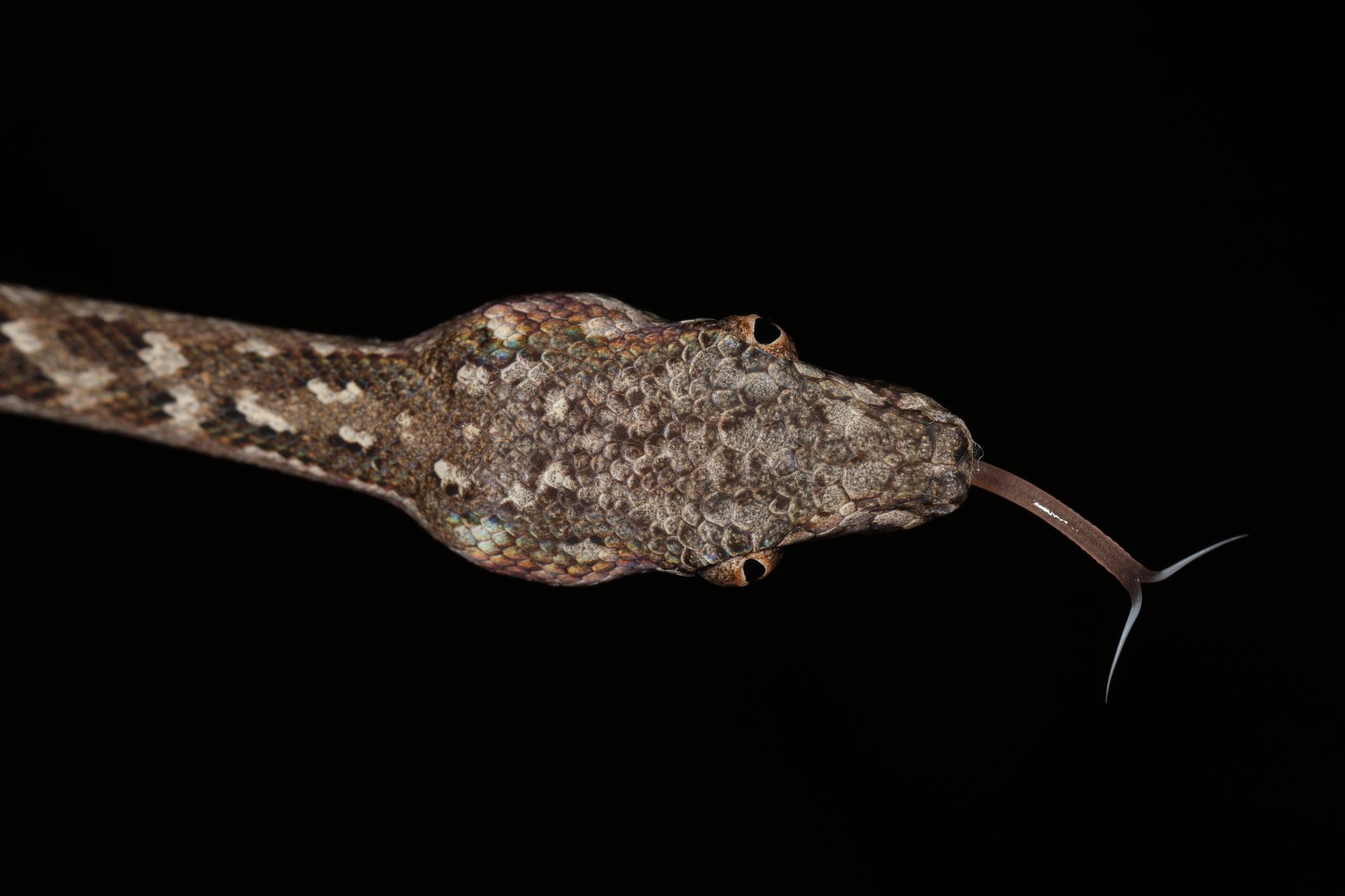 UNC Asheville Professor Partners with Milwaukee Public Museum ...